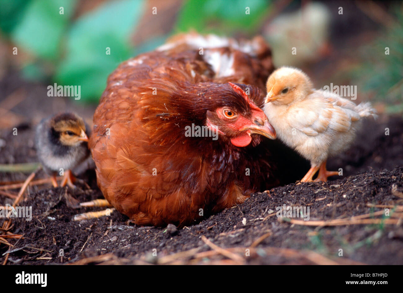 Hen with chicks Stock Photo - Alamy