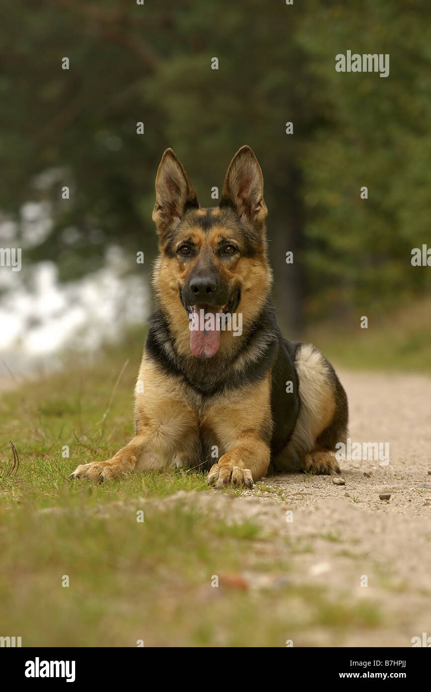 German Shepherd Dog (Canis lupus f. familiaris), lays at wayside Stock ...