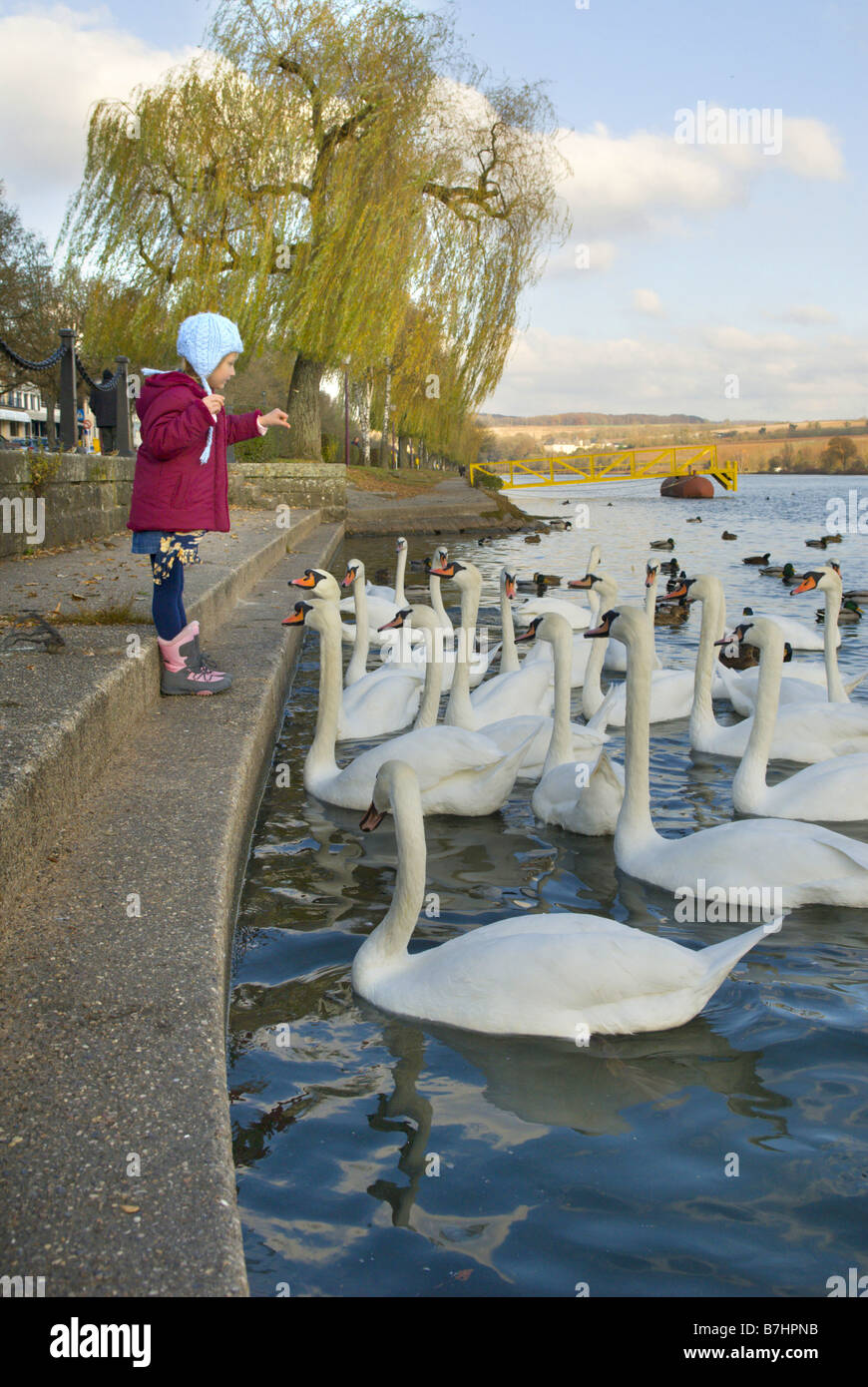 Children feeding swans hi-res stock photography and images - Alamy