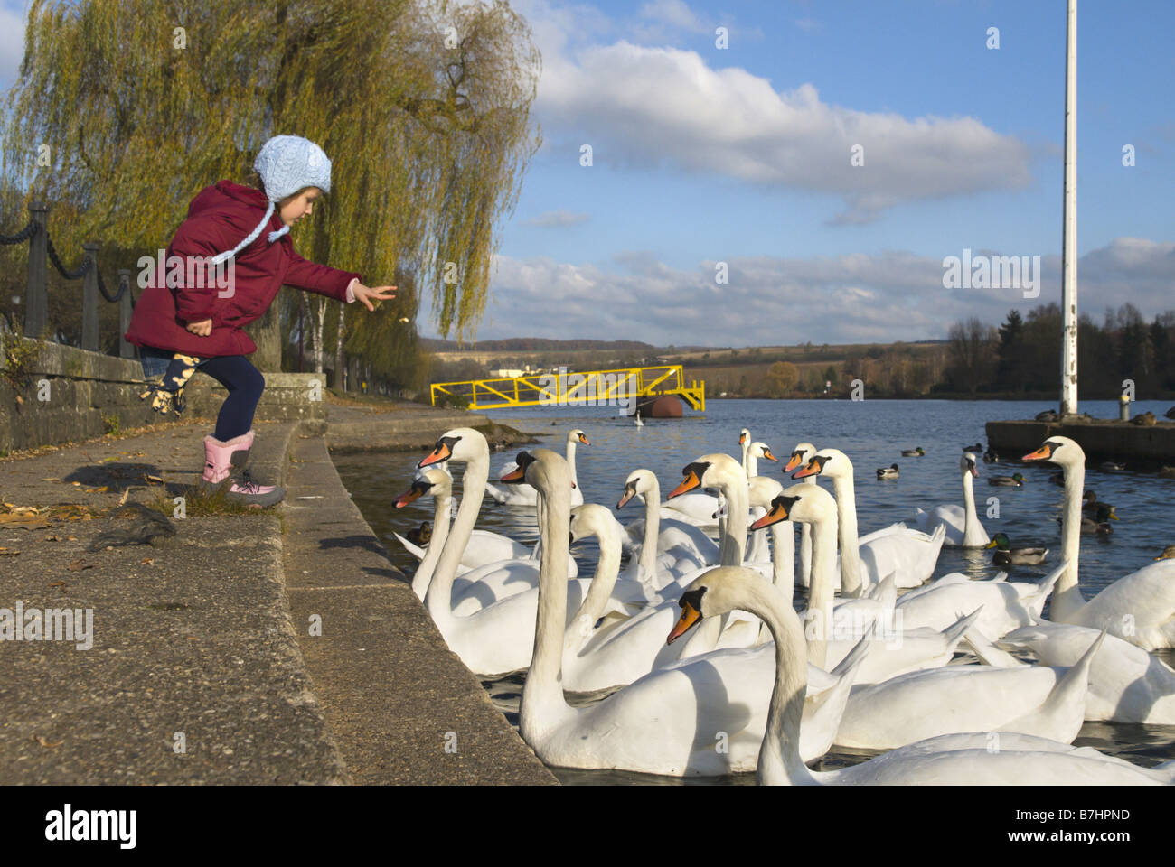 Children feeding swans hi-res stock photography and images - Alamy