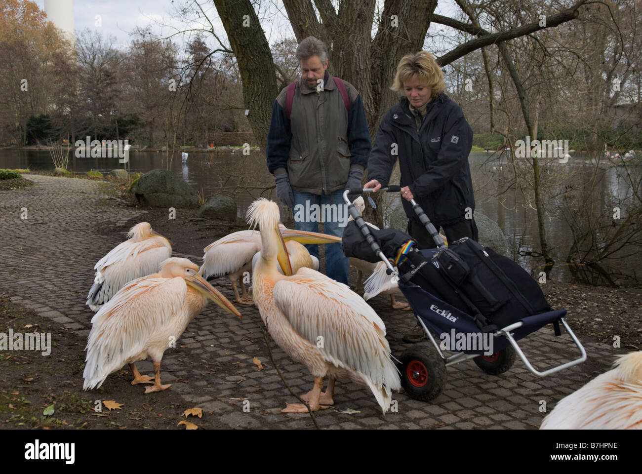 eastern white pelican (Pelecanus onocrotalus), hungry pelicans hassling ...