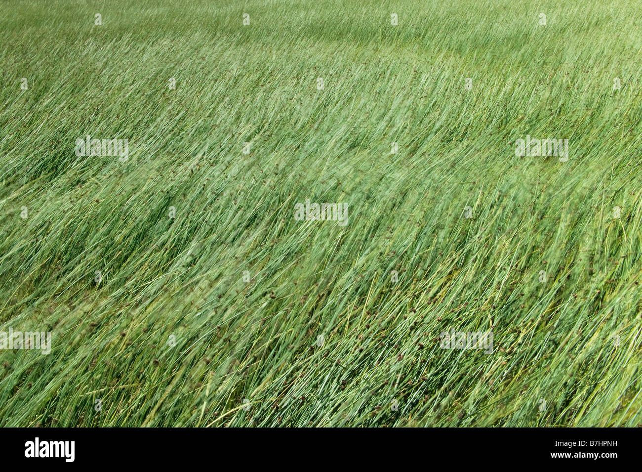Wind blowing reeds Torres del Paine National Park Patagonia Chile Stock ...