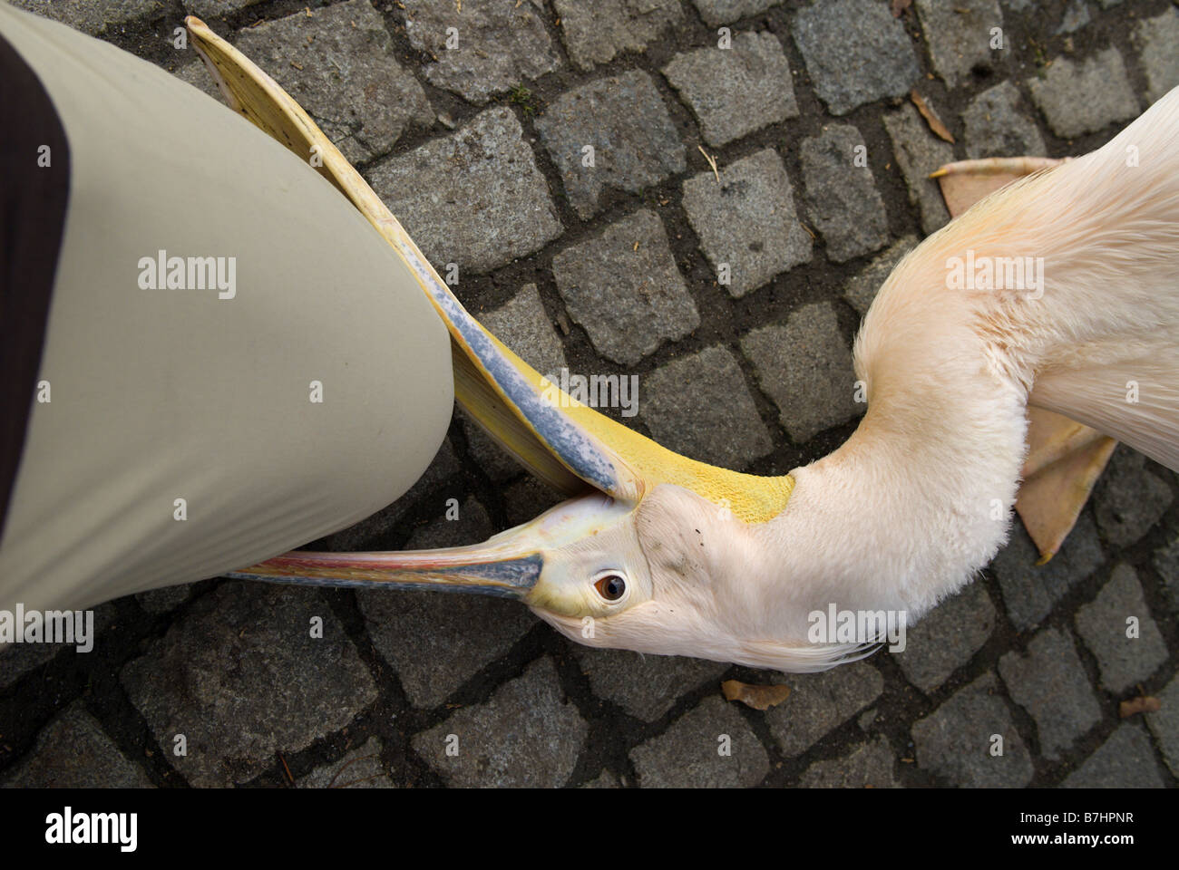 eastern white pelican (Pelecanus onocrotalus), hungry pelican biting ...