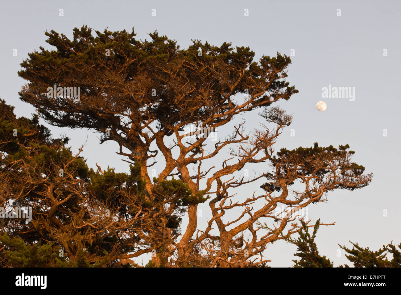 Moon at big cypress hi-res stock photography and images - Alamy