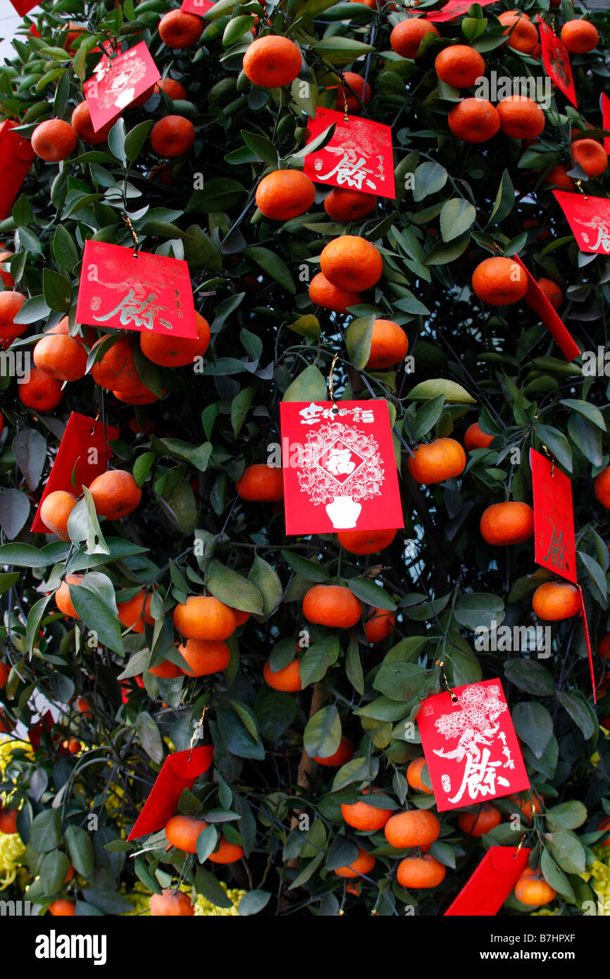 Traditional Chinese Orange New Years Festive Plant Stock Photo - Alamy