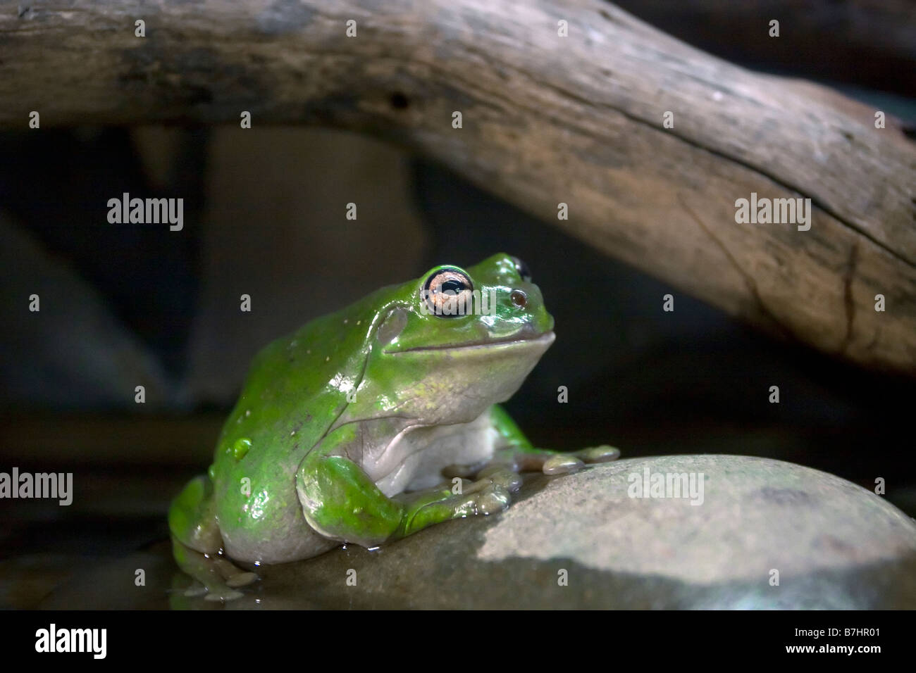 Green tree frog Stock Photo - Alamy