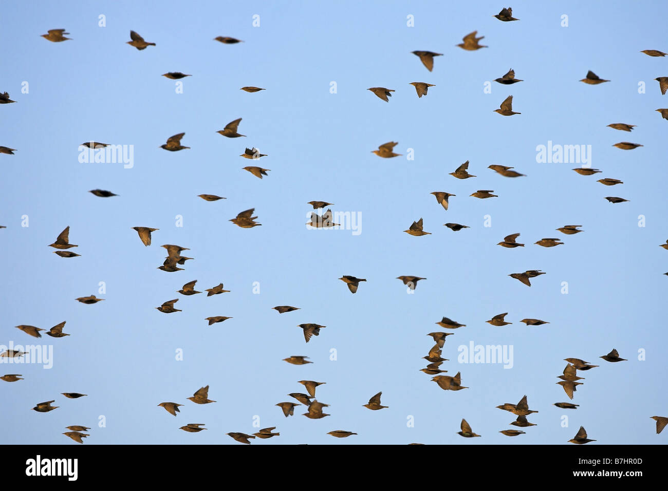 Birds flock starlings german hi-res stock photography and images - Alamy