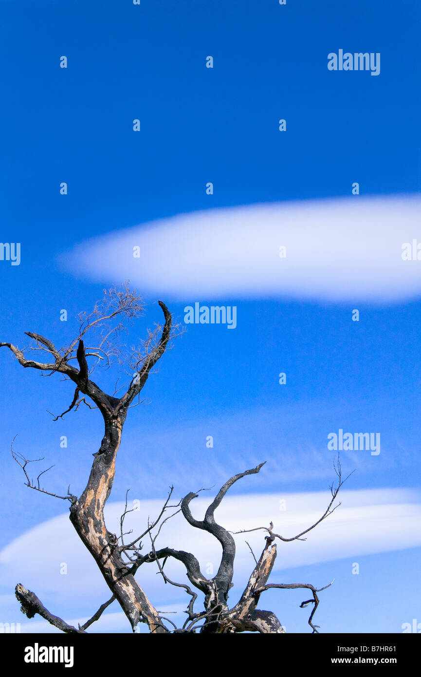 Dead burned tree with dramatic clouds in the blue sky Torres del Paine ...