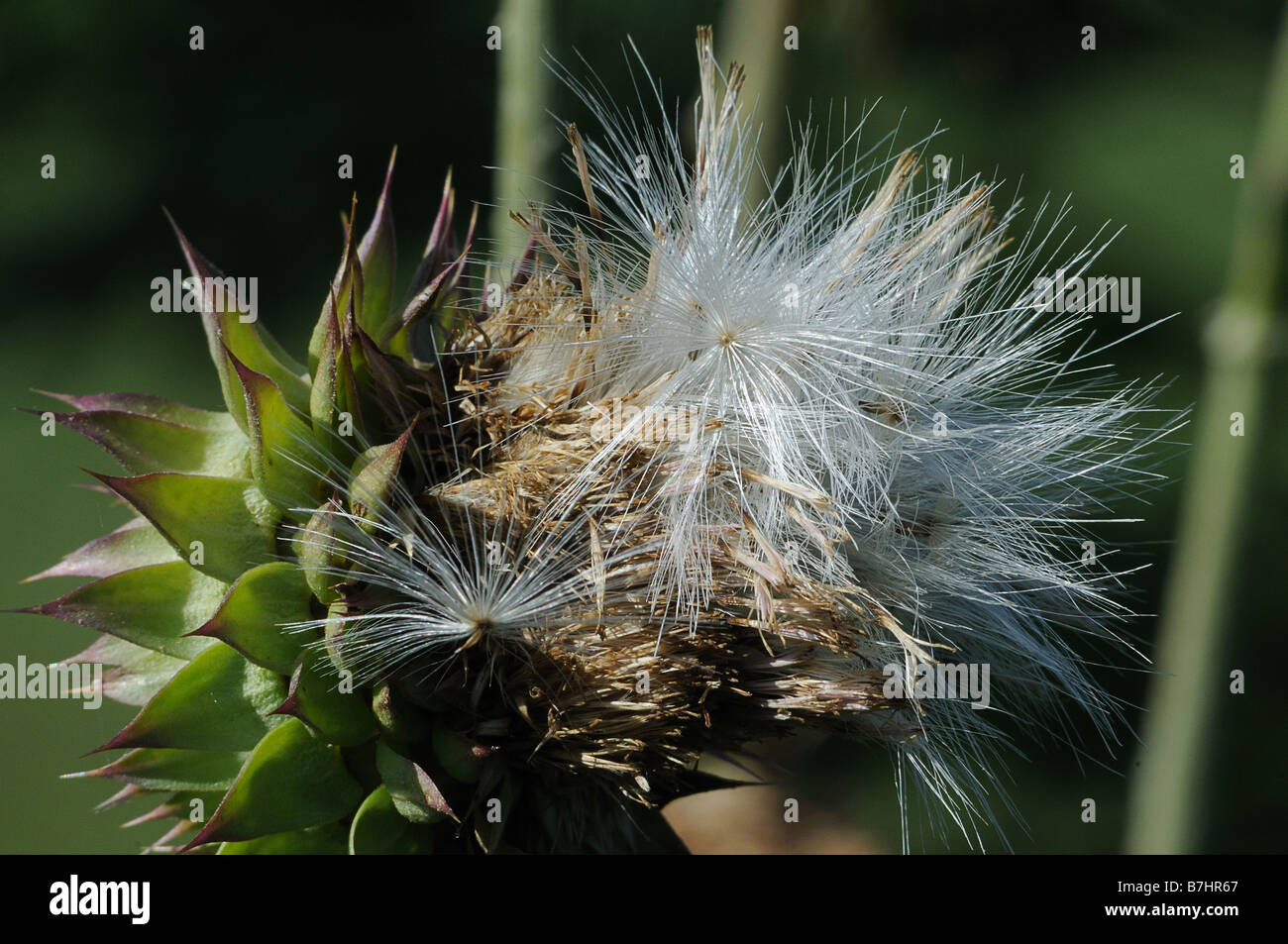 Wind Seed Dispersal Thistle High Resolution Stock Photography and Images - Alamy
