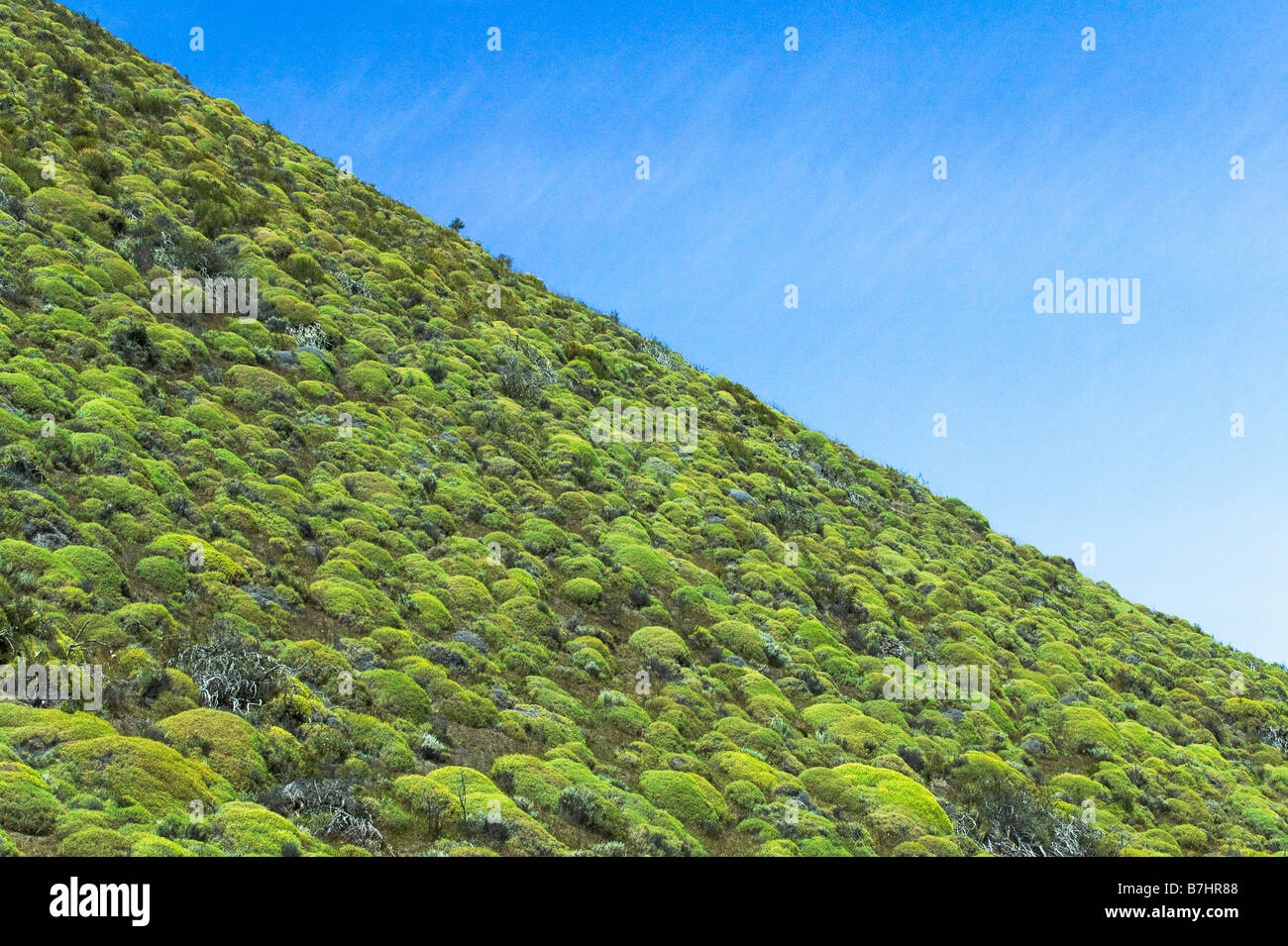 Landscape of meadow Torres del Paine Patagonia Chile Stock Photo - Alamy