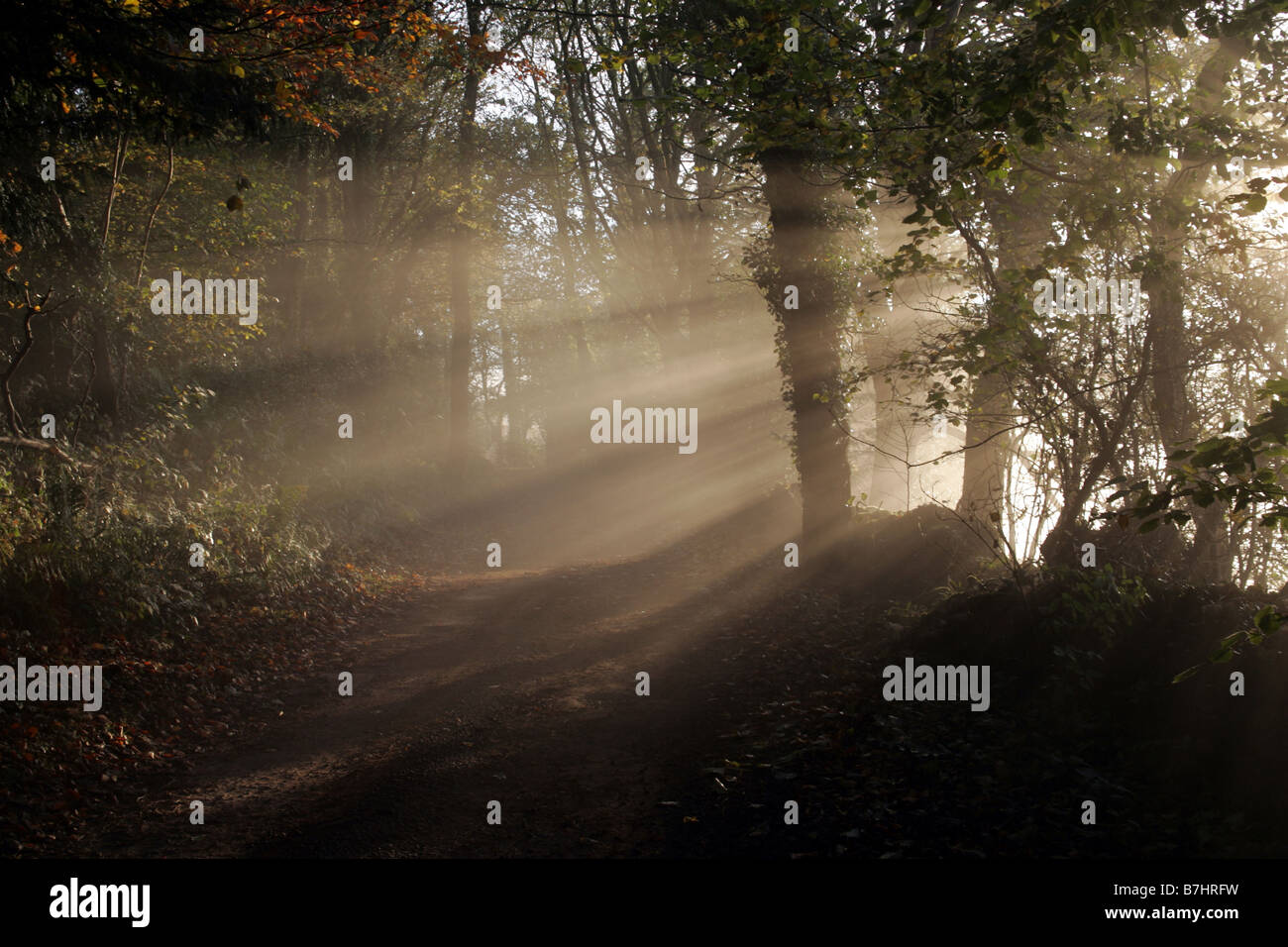 Sun beams breaking through winter mist in Welsh woodland Stock Photo ...