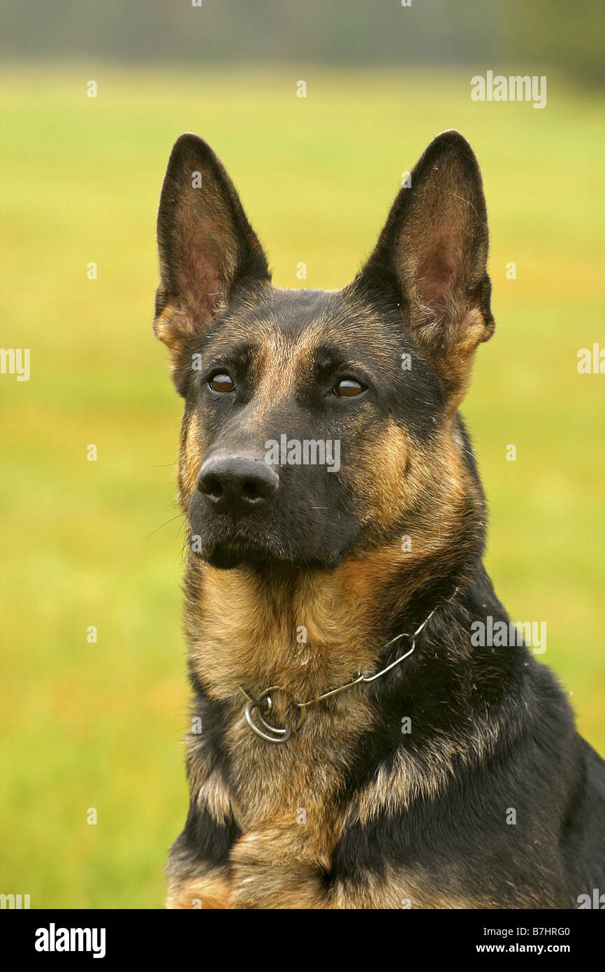 German Shepherd Dog (Canis lupus f. familiaris), portrait Stock Photo ...