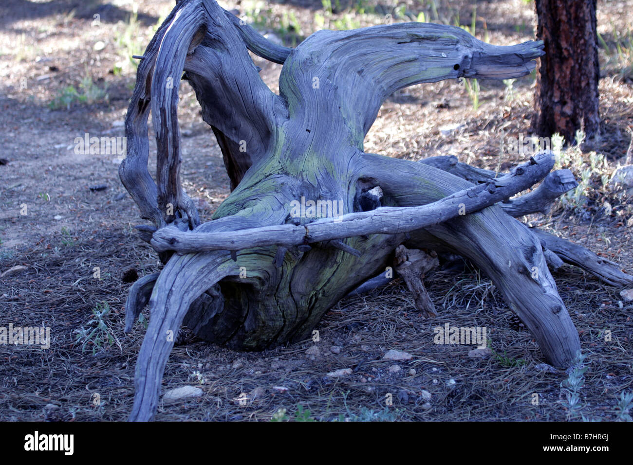 Dried tree stump in Colorado with blue colour to dry timber Stock Photo ...