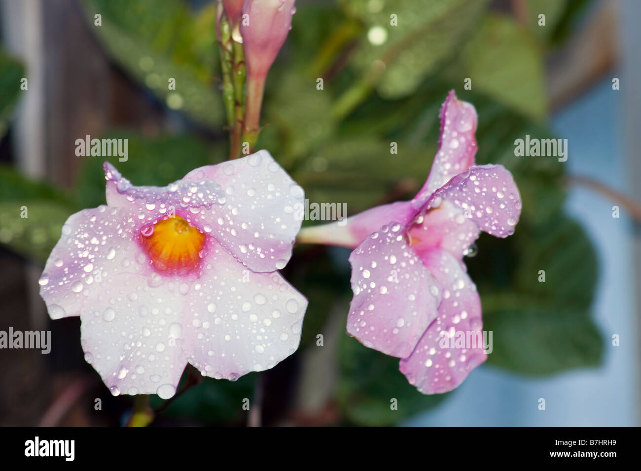 Chile jasmine hi-res stock photography and images - Alamy