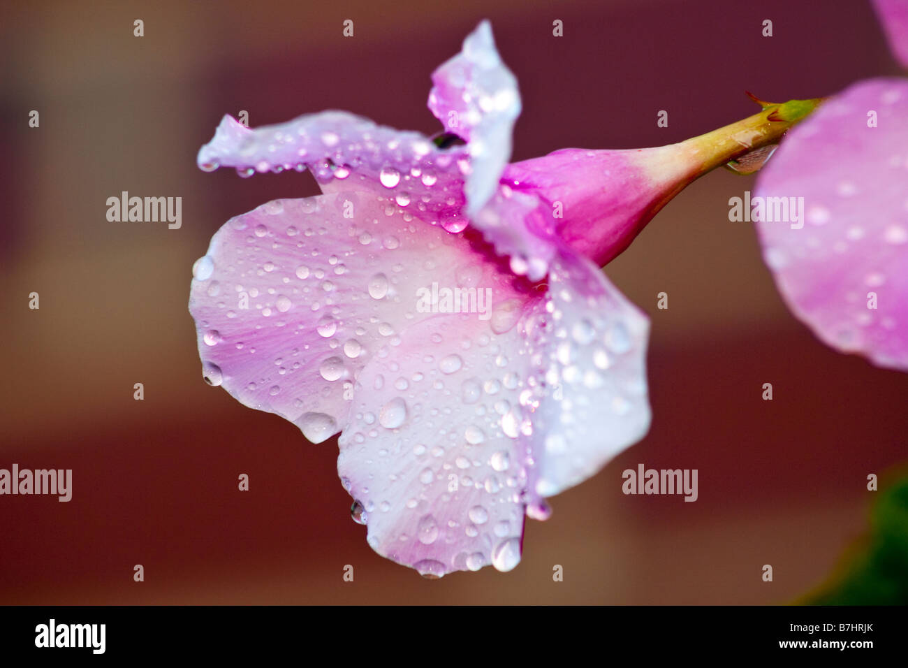 Chile jasmine hi-res stock photography and images - Alamy