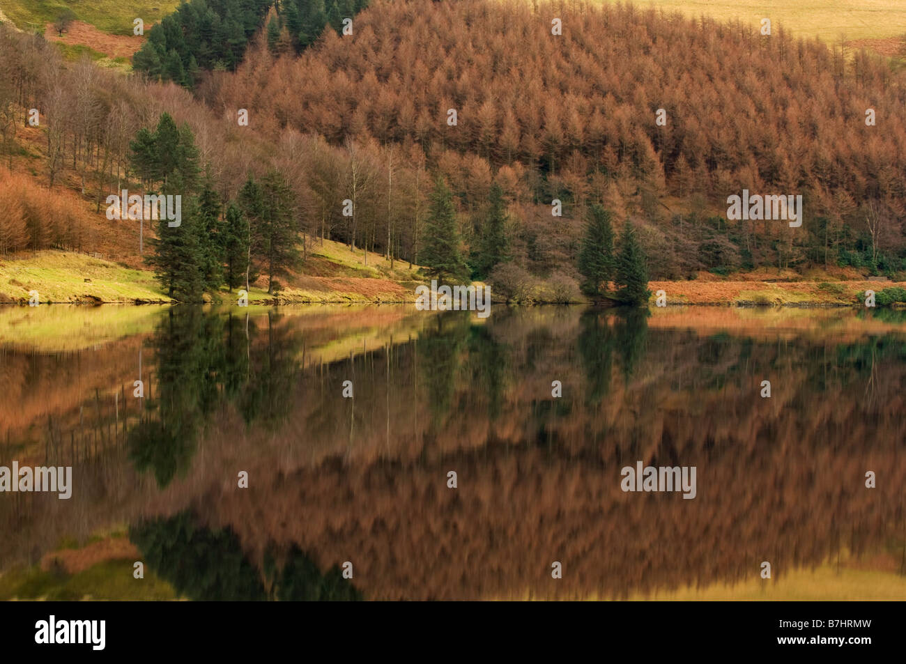 Mixed woodland reflected in Howden Reservoir, Peak District National ...