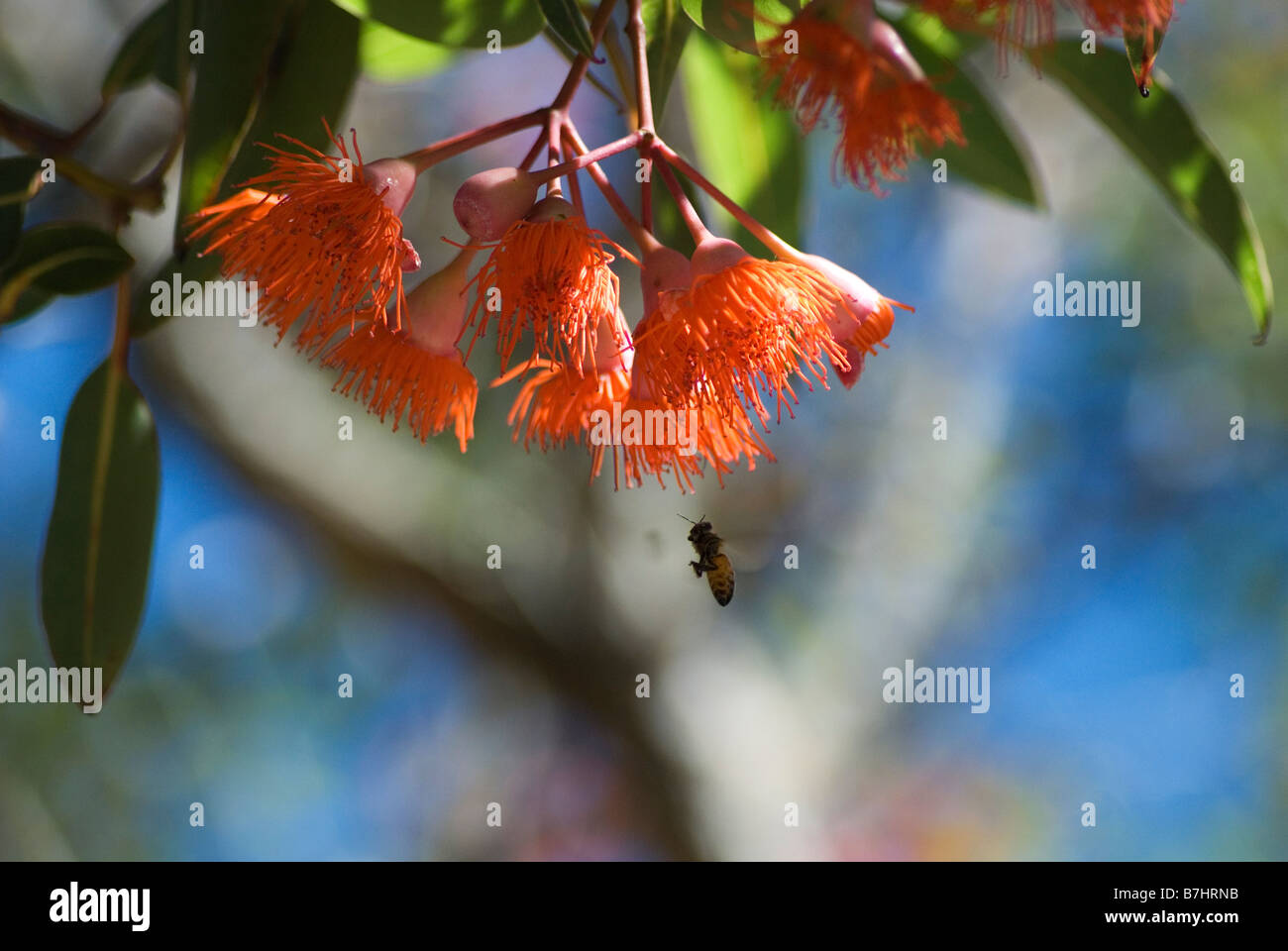 Bee approaching a flowering gum blossom , Melbourne , Australia Stock ...