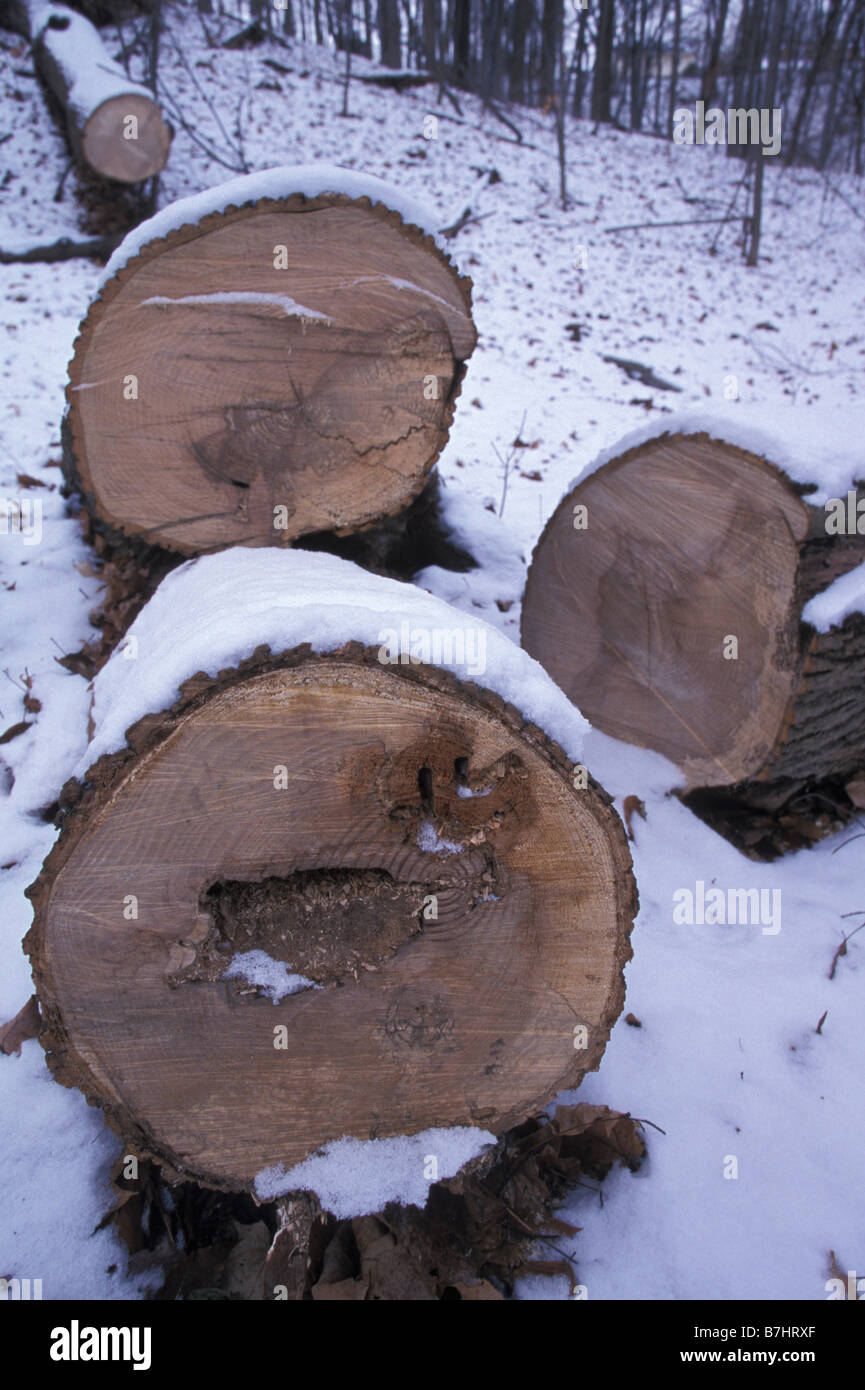 Felling canada hi-res stock photography and images - Alamy