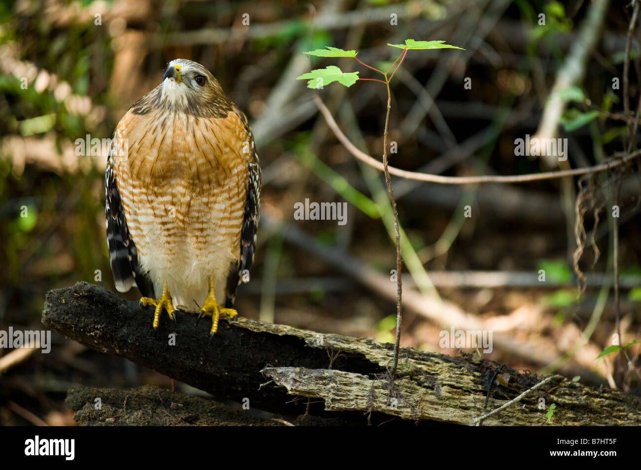 Everglades bird hi-res stock photography and images - Alamy