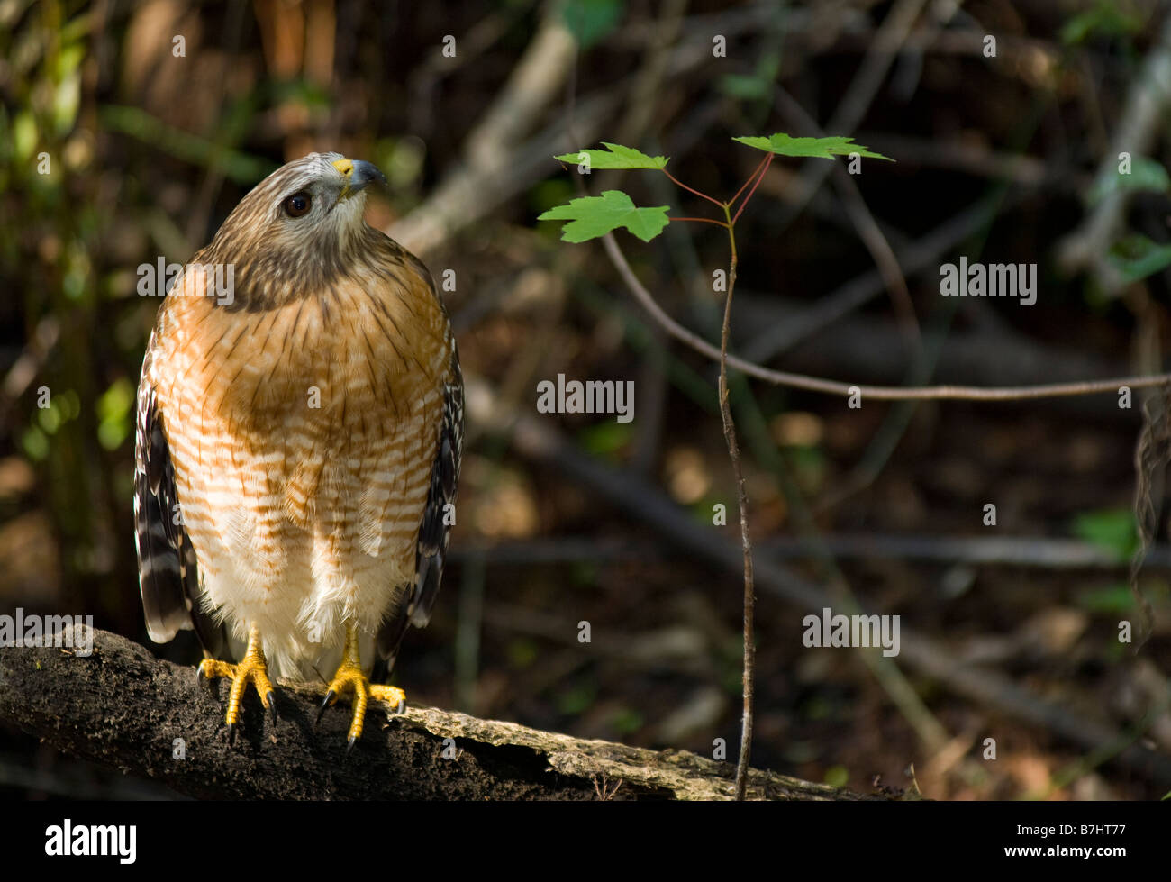 Florida marsh bird hi-res stock photography and images - Alamy