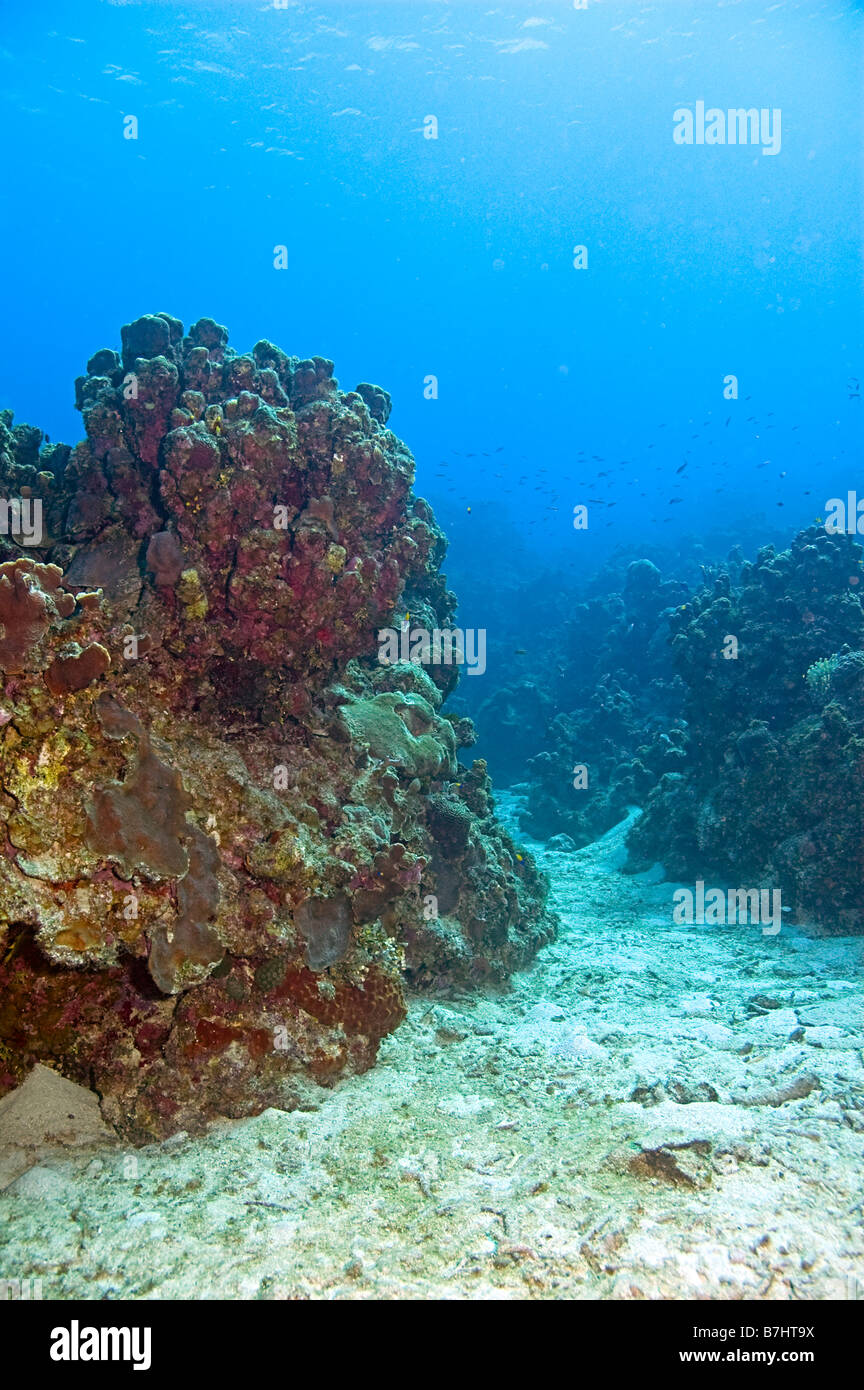 Blue water coral reef reef Cut Out Stock Images & Pictures - Alamy