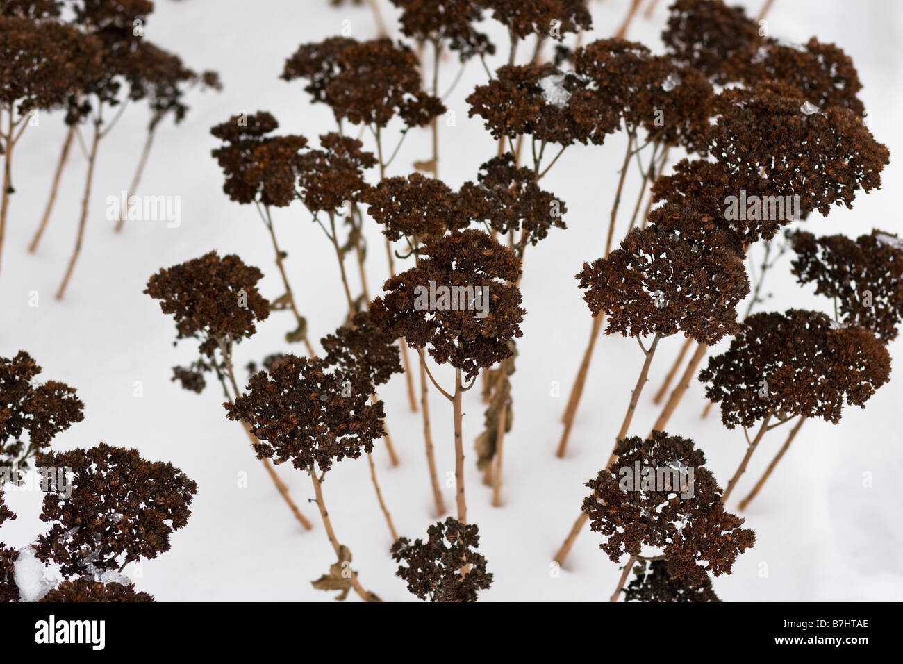 Picture dead plants in winter hi-res stock photography and images - Alamy