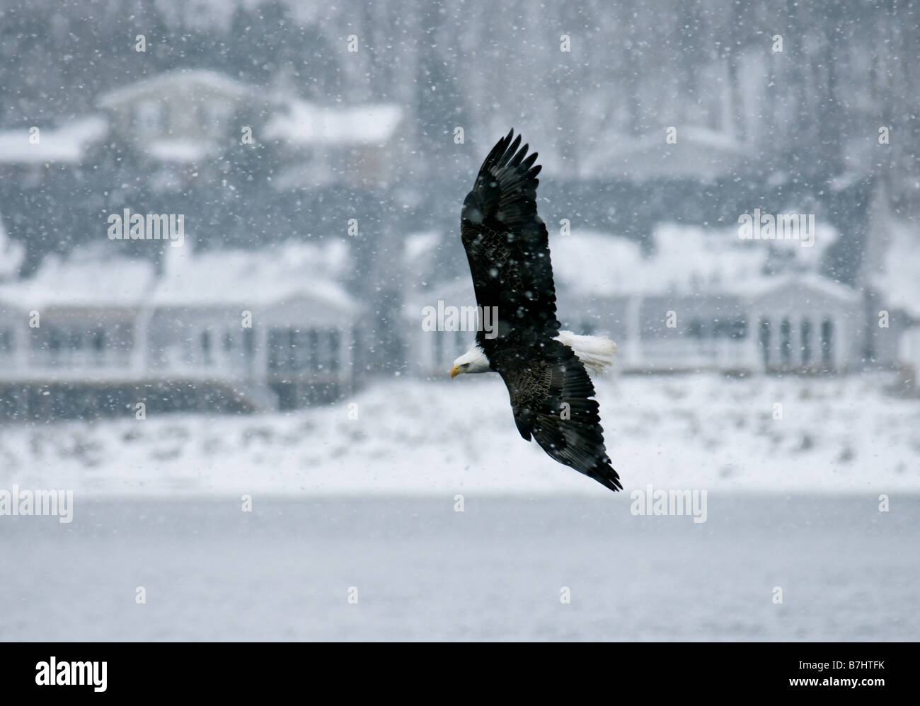 American Bald Eagle in flight during snow storm Stock Photo - Alamy