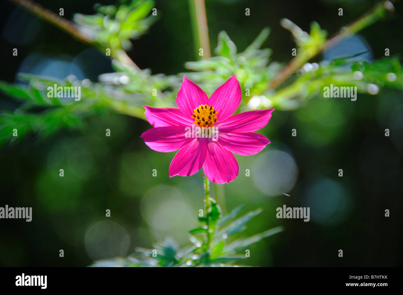 Cuban vegetation hi-res stock photography and images - Alamy