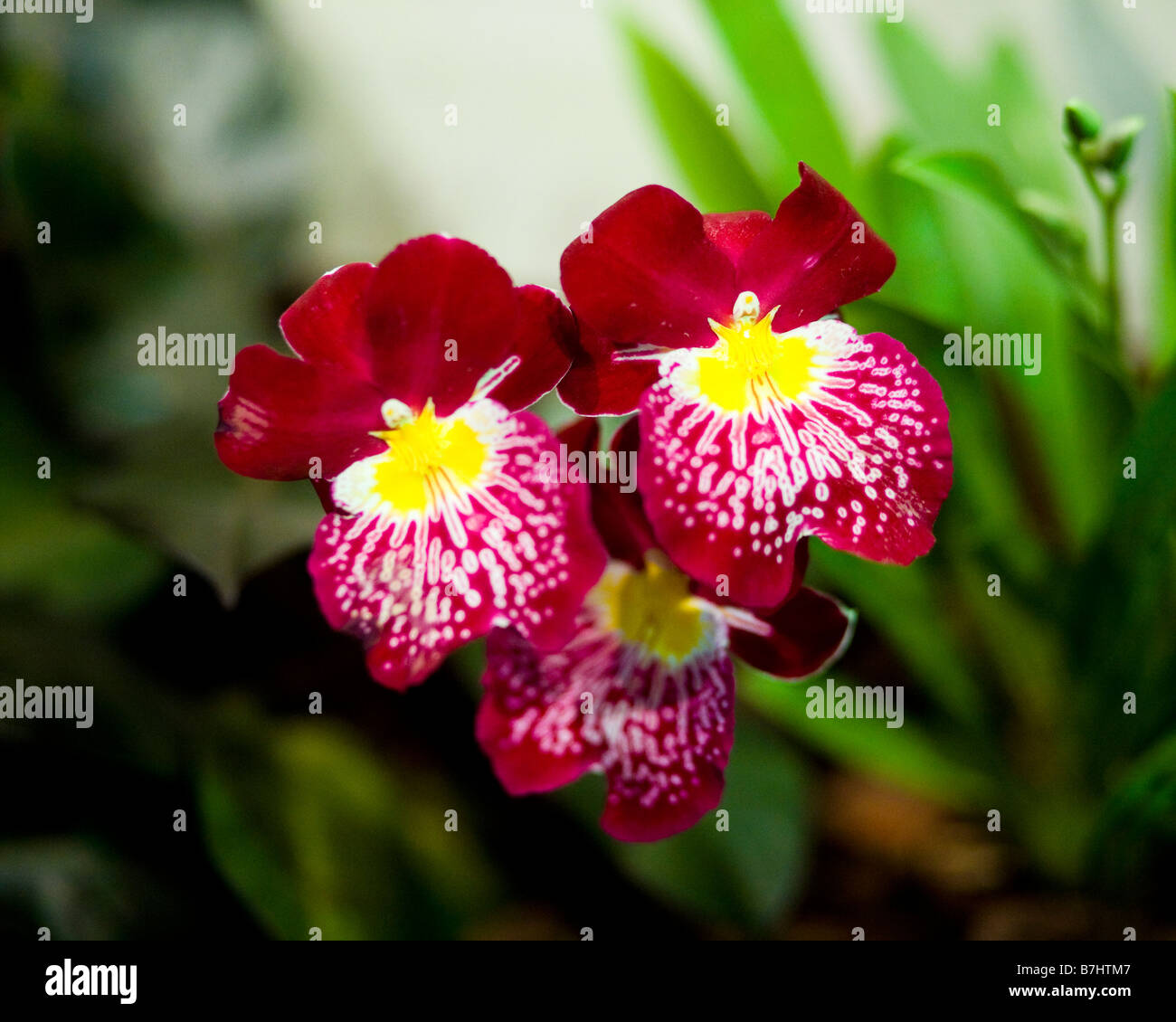 Orchid - Miltonia (Edie Brown Stock Photo - Alamy