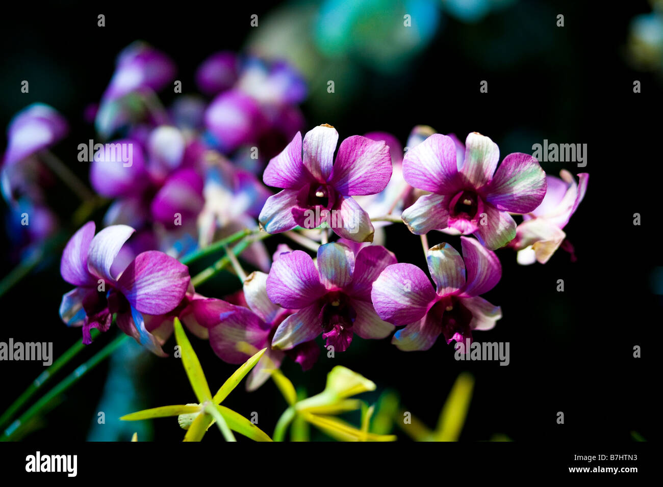Orchid - Dendrobium (Bangkok Fancy Stock Photo - Alamy