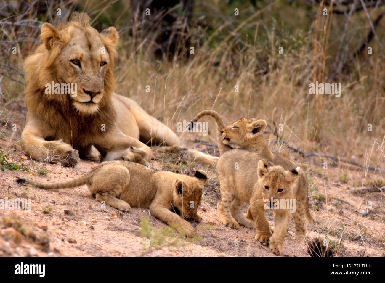 Male lion with cubs Stock Photo - Alamy
