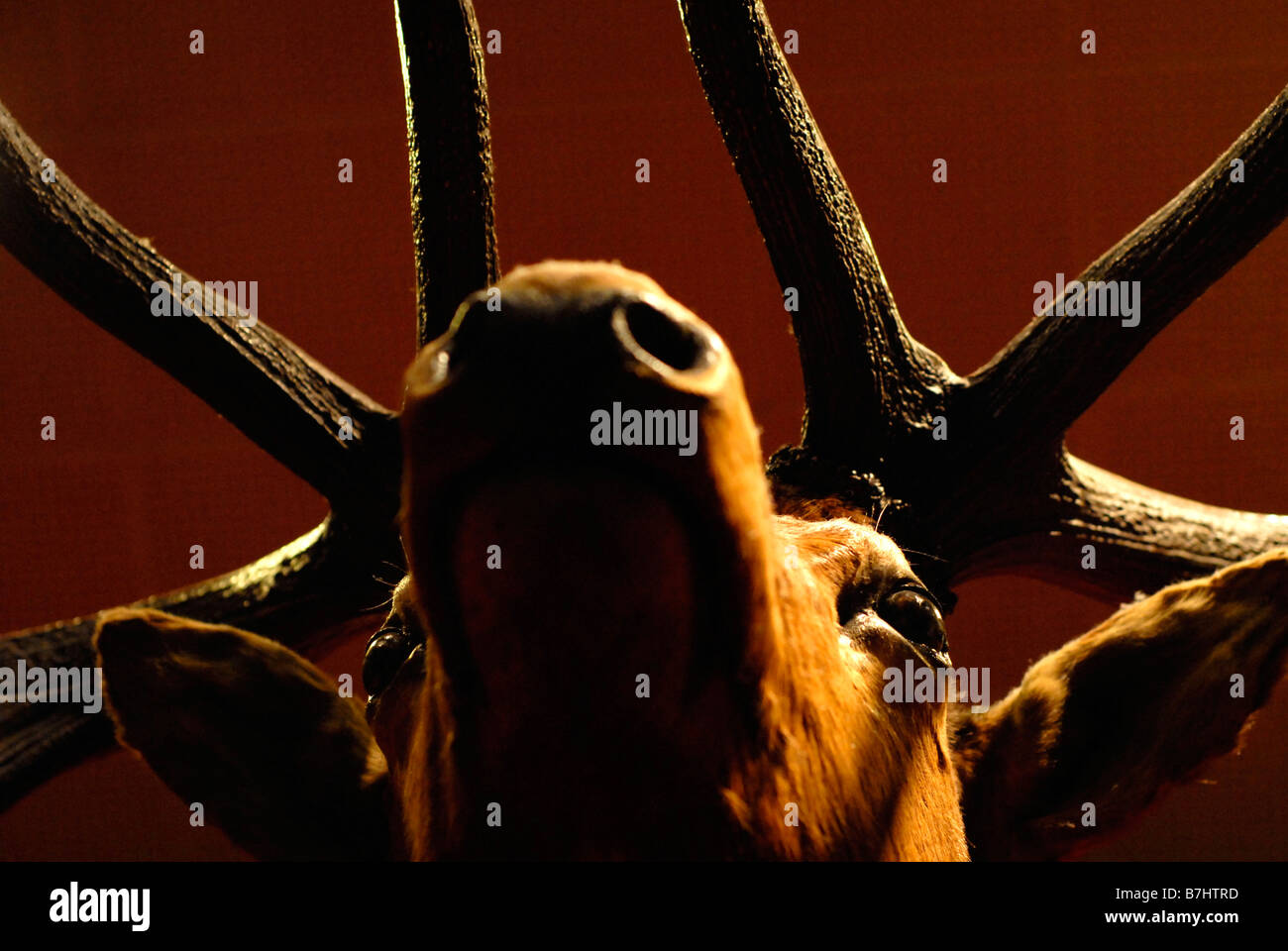 Dead moose hi-res stock photography and images - Alamy