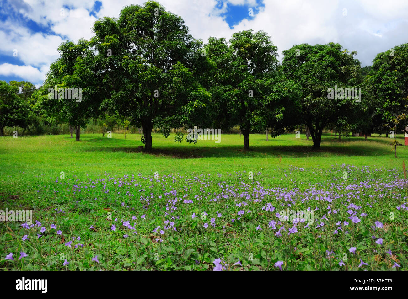 Mango trees in green cuban countryside landscape Stock Photo - Alamy