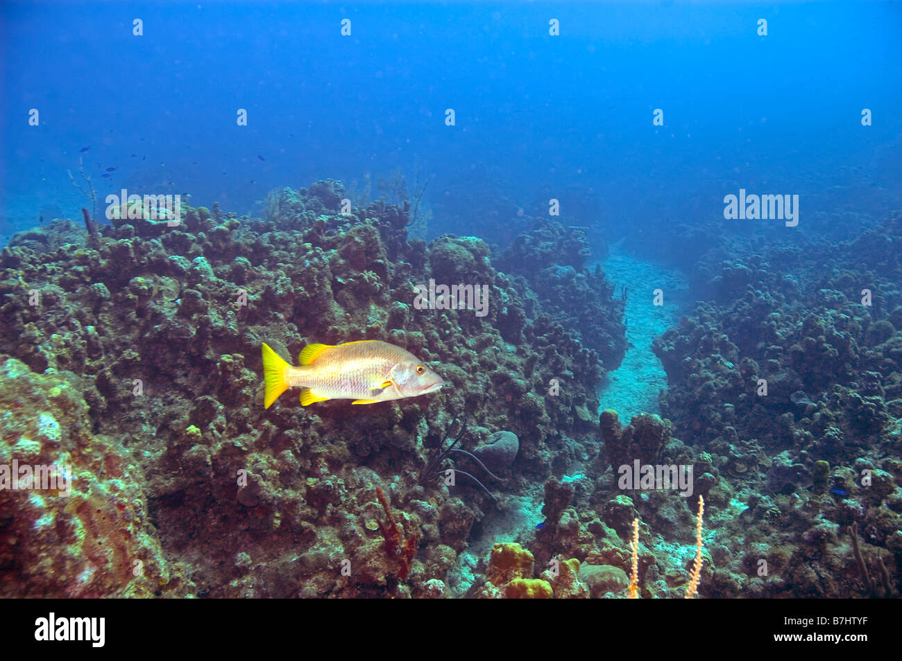 schoolmaster type snapper fish near large expanse of coral in blue ...