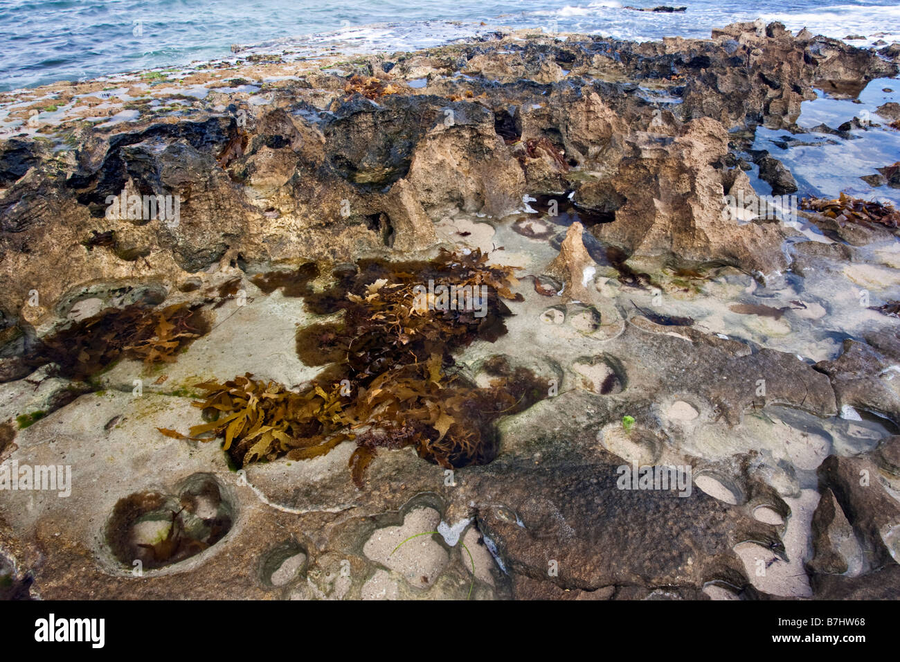 Limestone rock pools and seaweed at North Beach in Perth, Western ...
