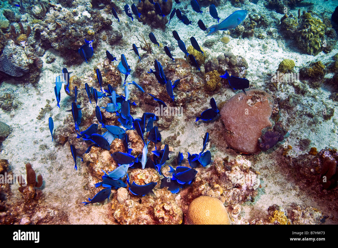 Blue Tang Fish School