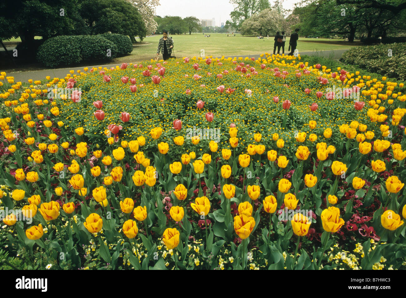 Japan national flower hi-res stock photography and images - Alamy