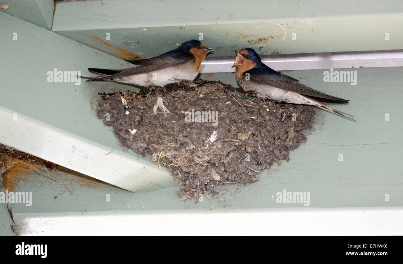 Welcome Swallows (Hirundo neoxena) on their nest Stock Photo - Alamy