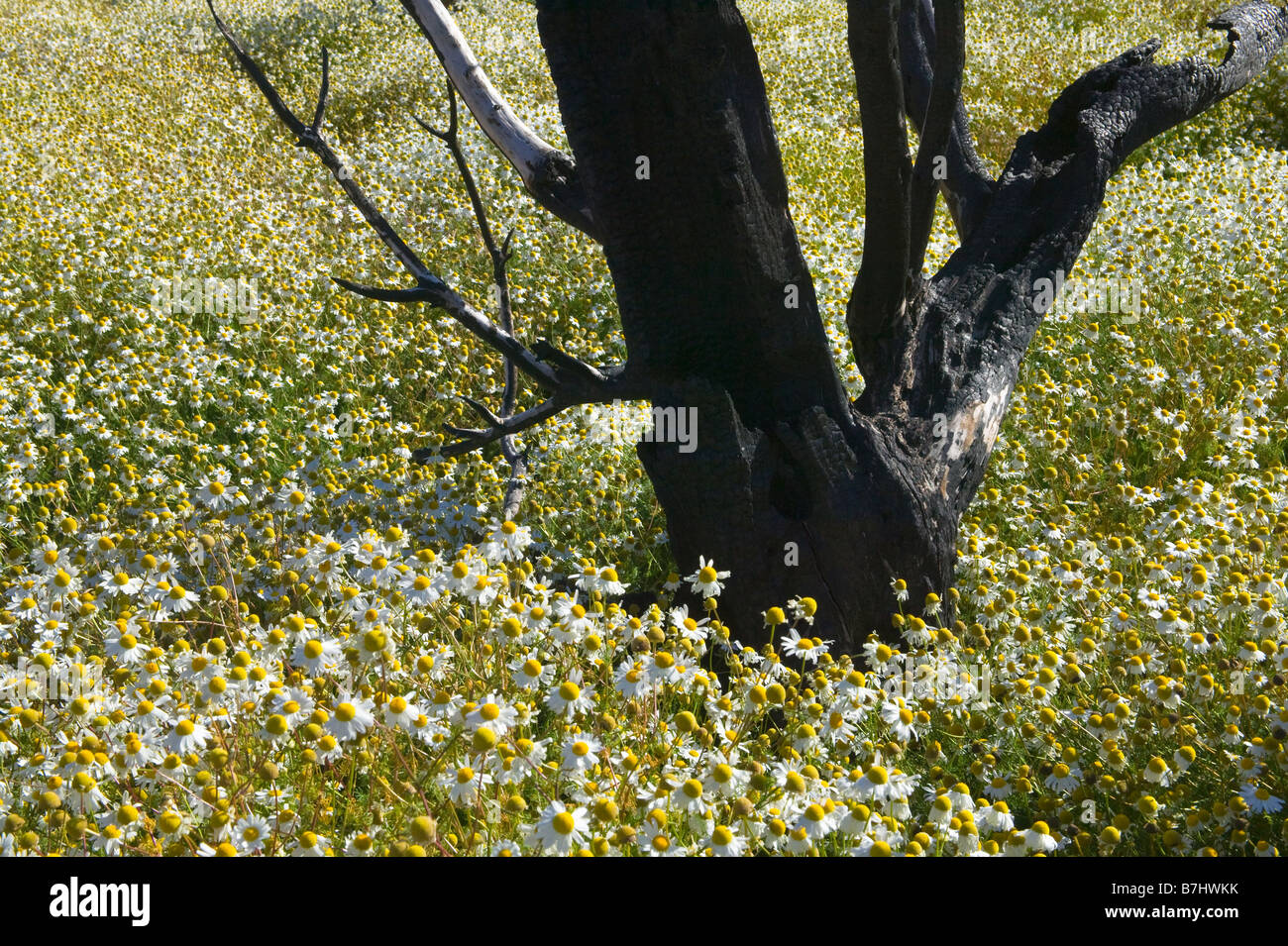 Wild patagonia flowers hi-res stock photography and images - Alamy