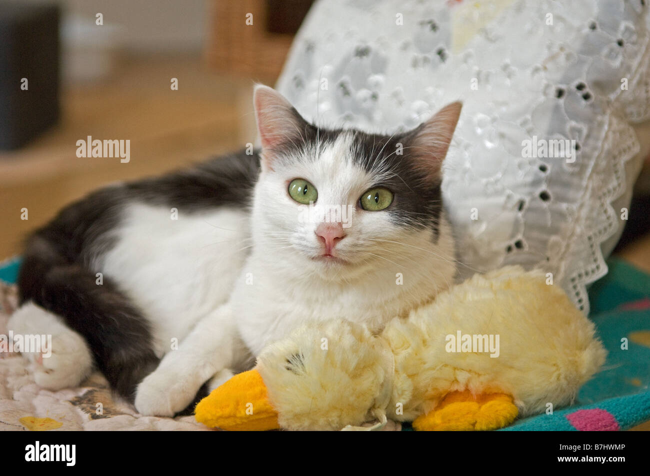 young cat (four months) - lying Stock Photo - Alamy