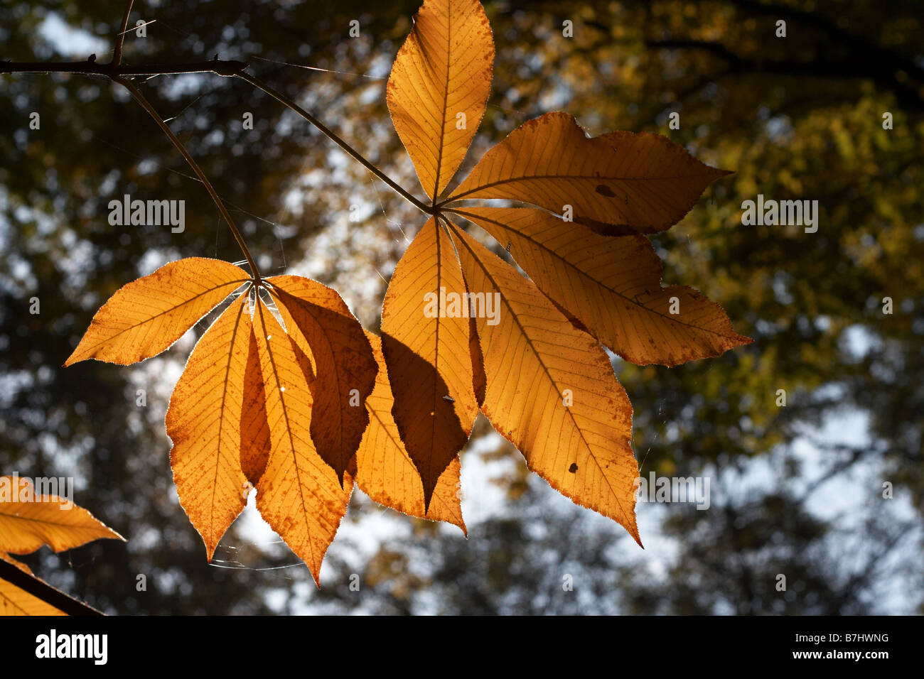 Yellow fall leaf Stock Photo - Alamy
