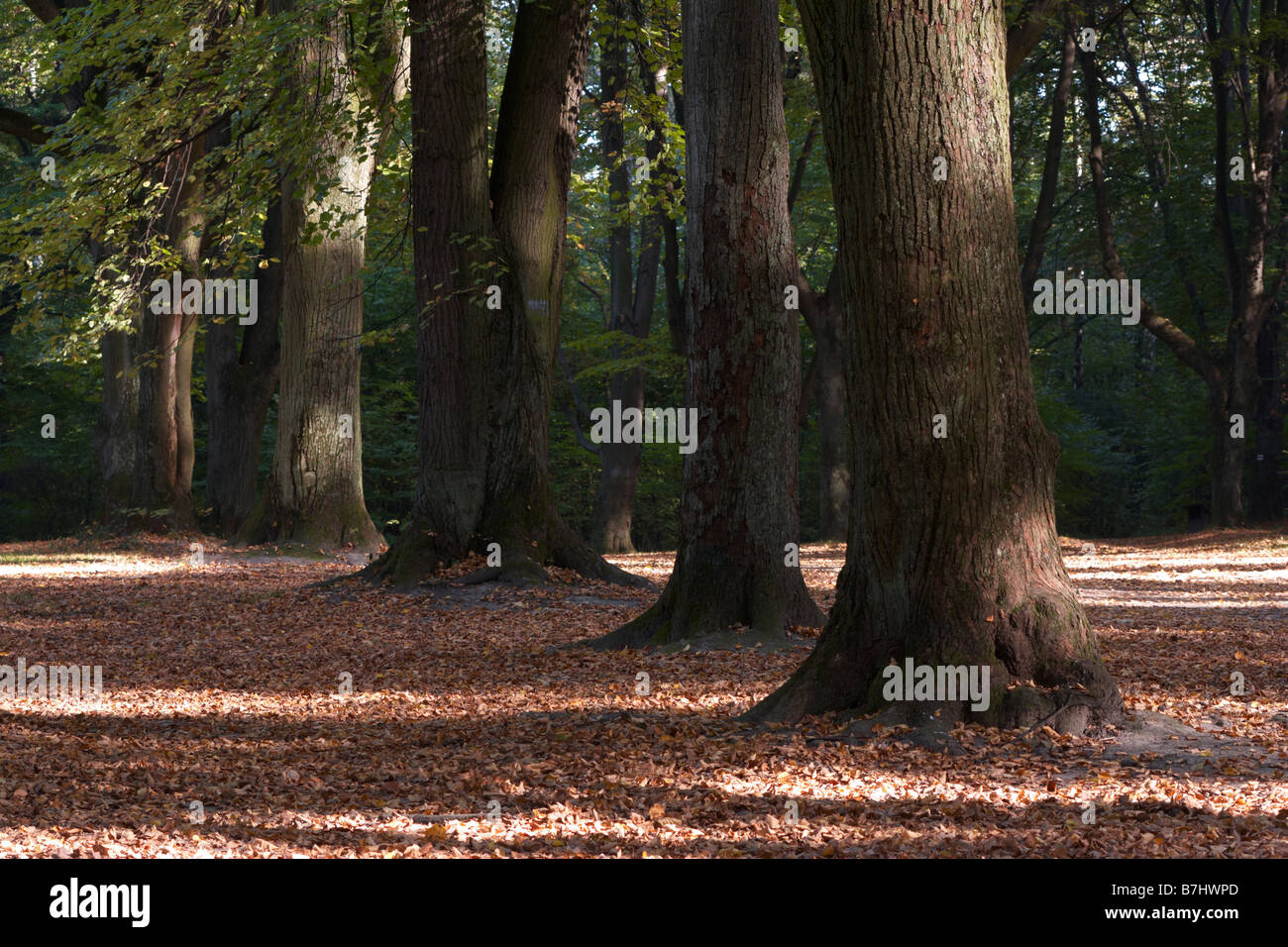 Fall wood forest Stock Photo - Alamy