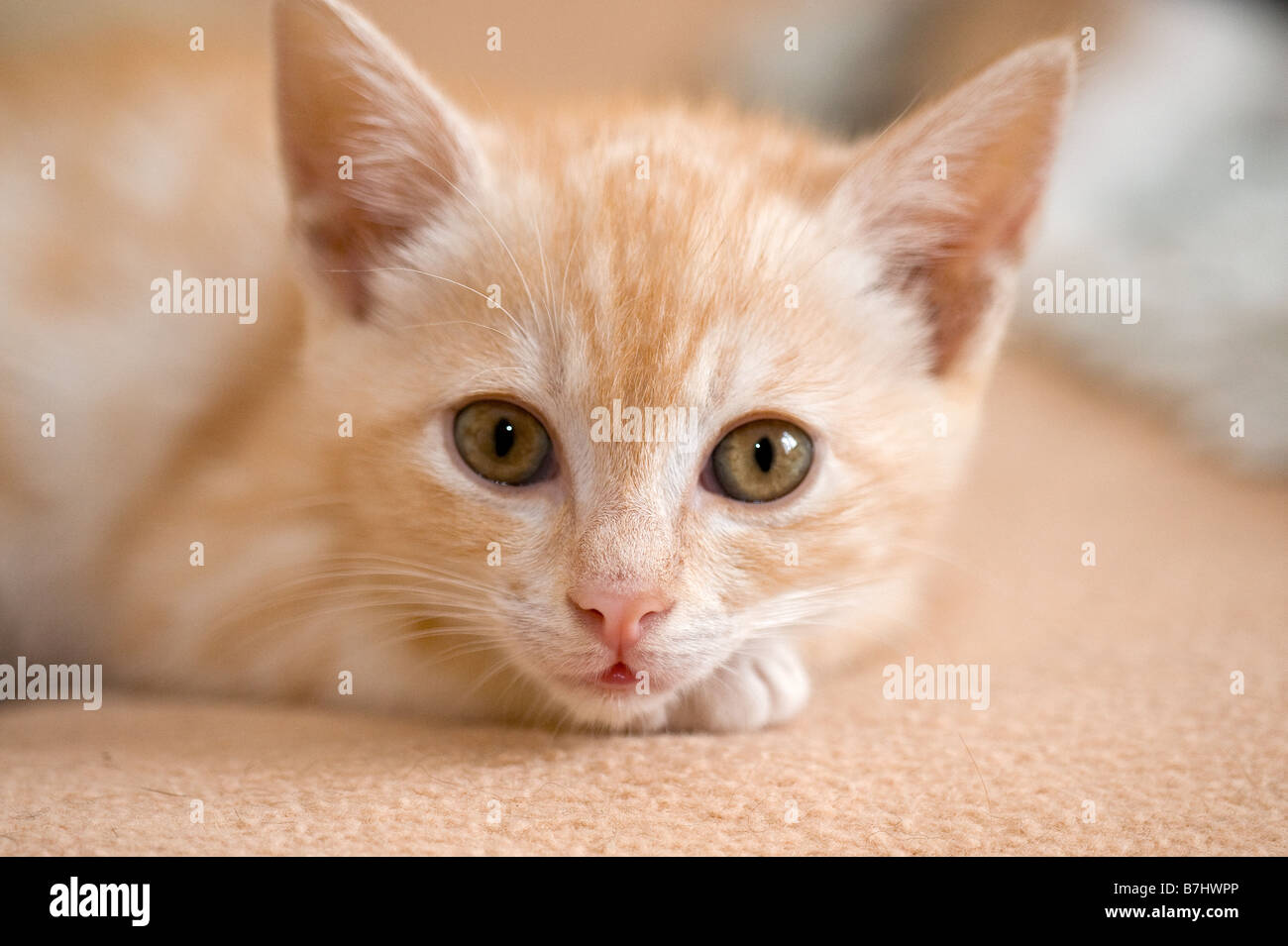 kitten (seven weeks) - portrait Stock Photo - Alamy