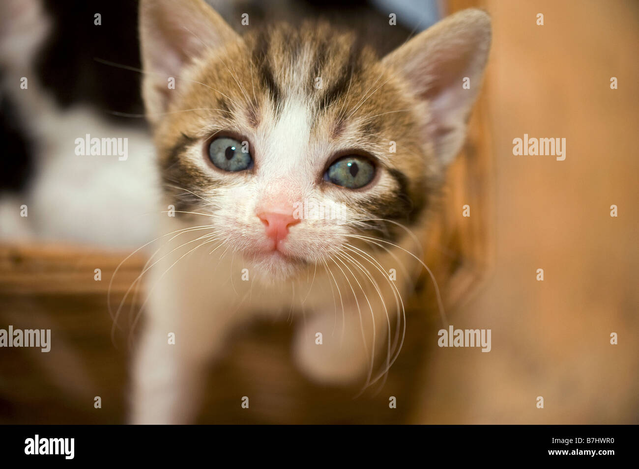 kitten (seven weeks) - portrait Stock Photo - Alamy