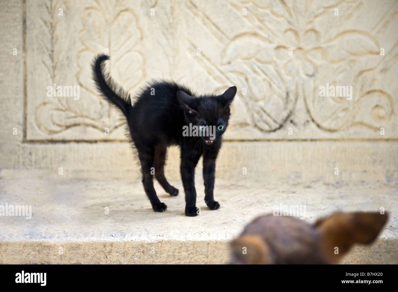 Hump Of The Cat High Resolution Stock Photography and Images - Alamy