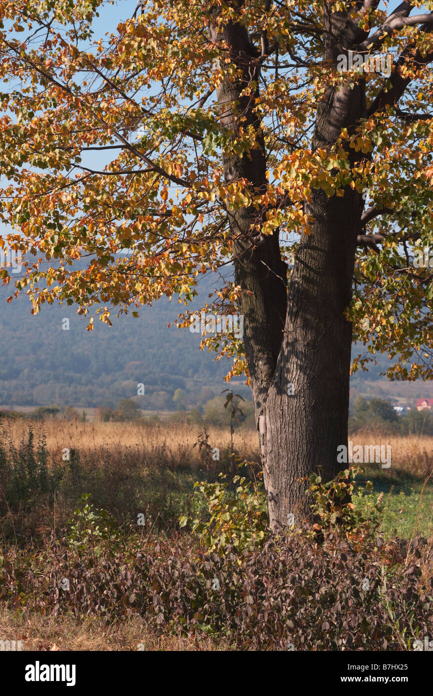 Fall wood forest Stock Photo - Alamy