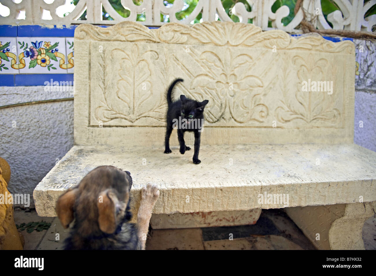 black kitten - hissing at dog Stock Photo - Alamy