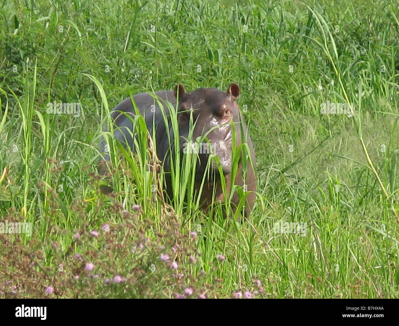 Wild Hippo eating grass in marshy area of Lower Congo River near ...