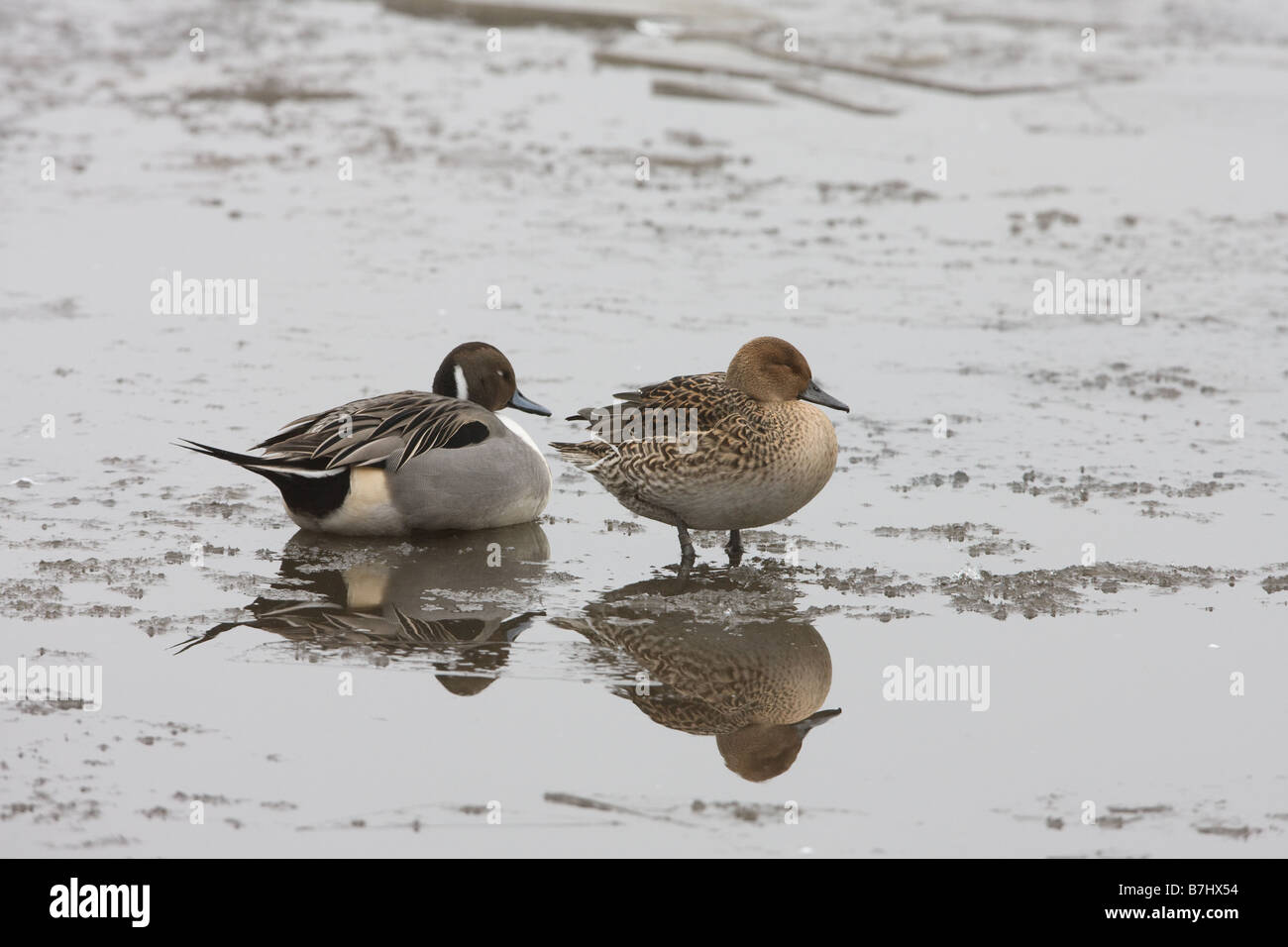 Northern pintail duck drake standing hi-res stock photography and ...