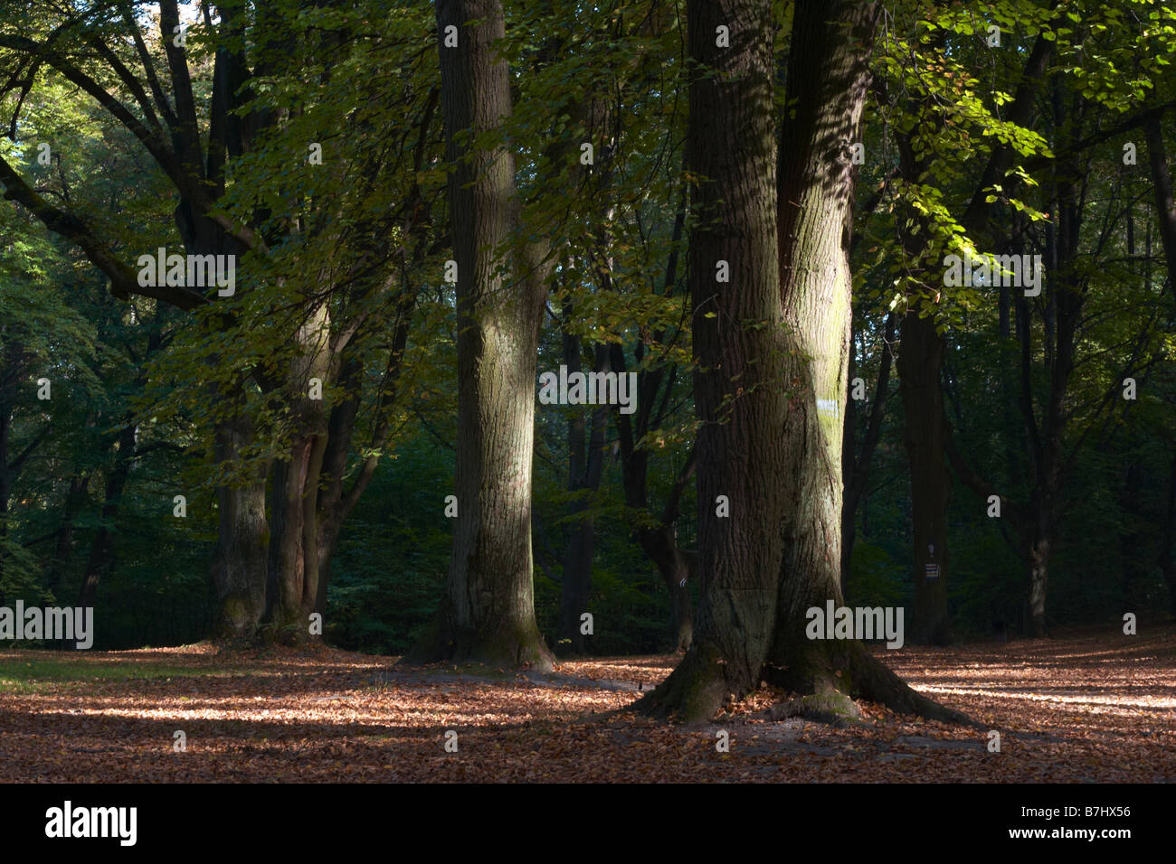 Fall wood forest Stock Photo - Alamy